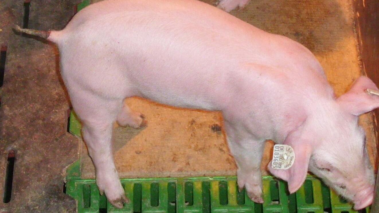 Haltung - Landwirtschaft - sachsen.de