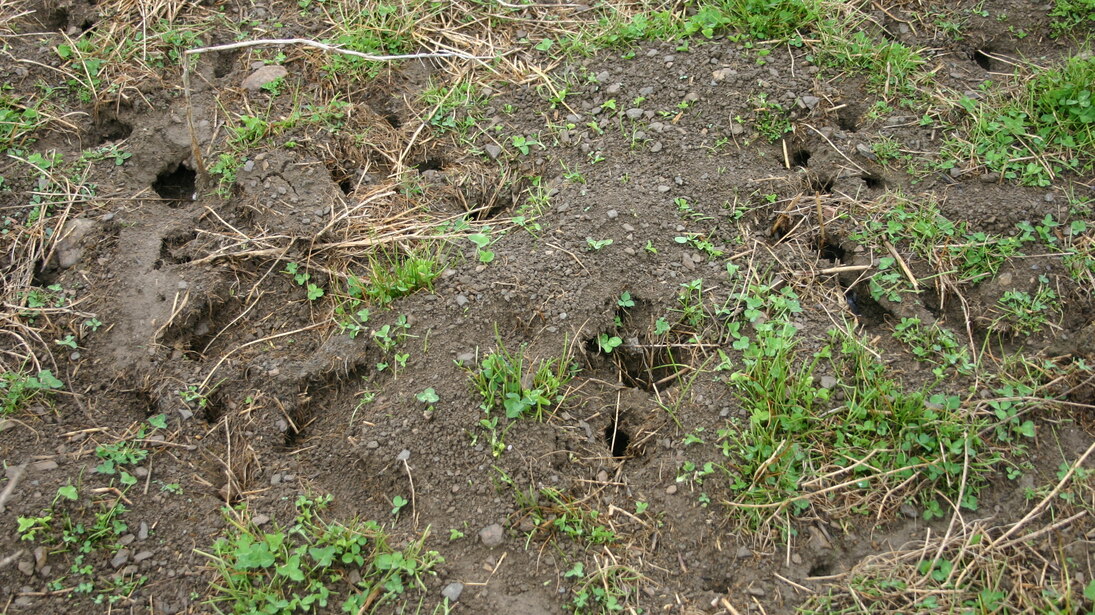 Feldmaus - Landwirtschaft - sachsen.de