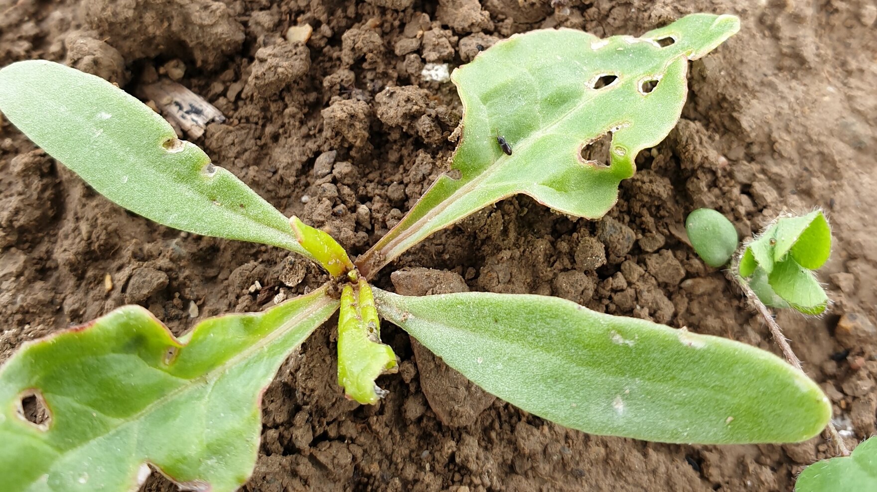 Moosknopfkäfer - Landwirtschaft - sachsen.de
