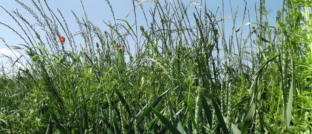 Weidelgräser - Landwirtschaft - sachsen.de